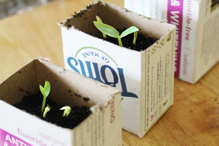 Easy DIY Seed Starter Idea from Recycled Materials