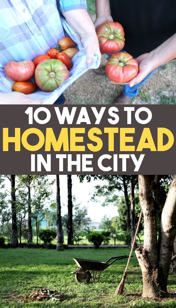10 Ways to Start Homesteading Today