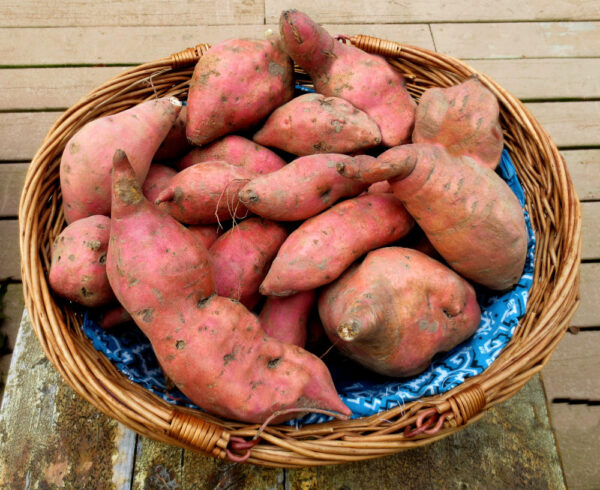 How To Harvest and Store Sweet Potatoes