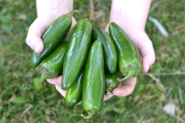 Successfully Growing Peppers (Expert Tips!)