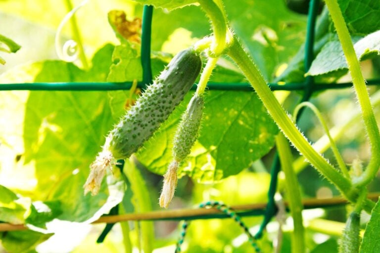 Growing Cucumbers for Pickling or Slicing!