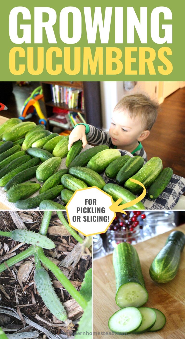 Growing Cucumbers for Pickling or Slicing!